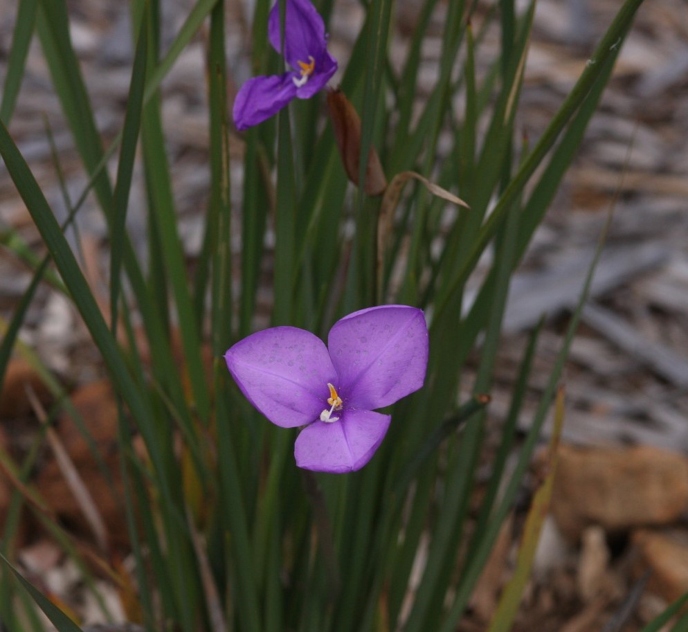 Purple Flag Flower